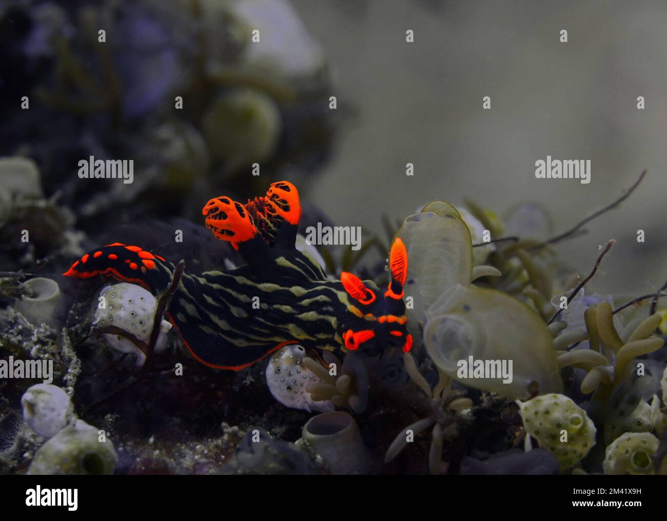 Underwater fish paradise: scuba diving Indonesia Stock Photo - Alamy