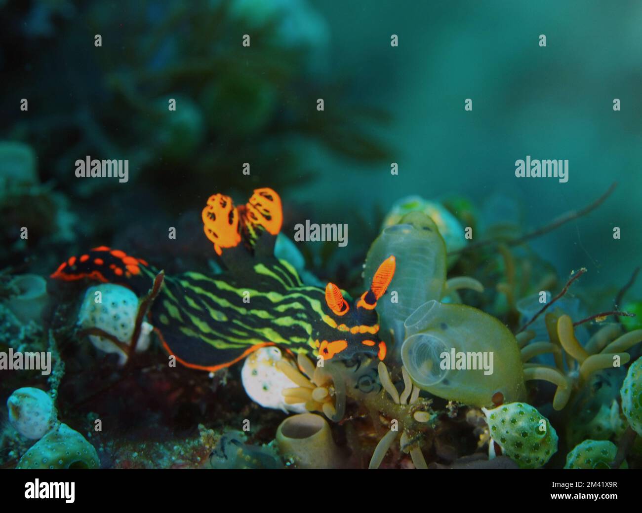Underwater fish paradise: scuba diving Indonesia Stock Photo - Alamy
