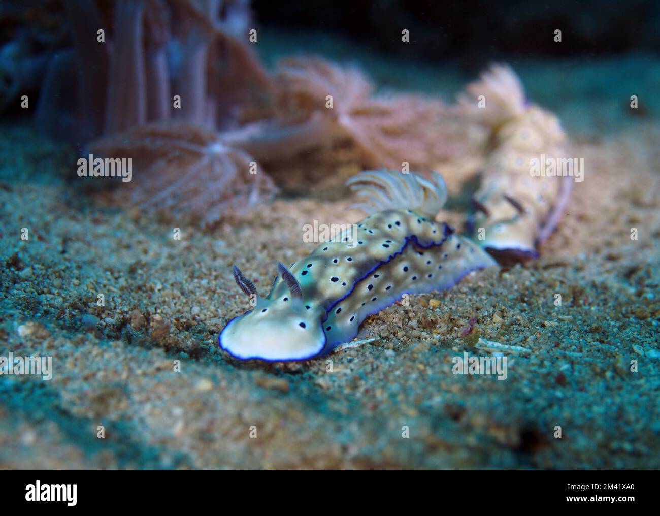 Underwater fish paradise: scuba diving Indonesia Stock Photo - Alamy