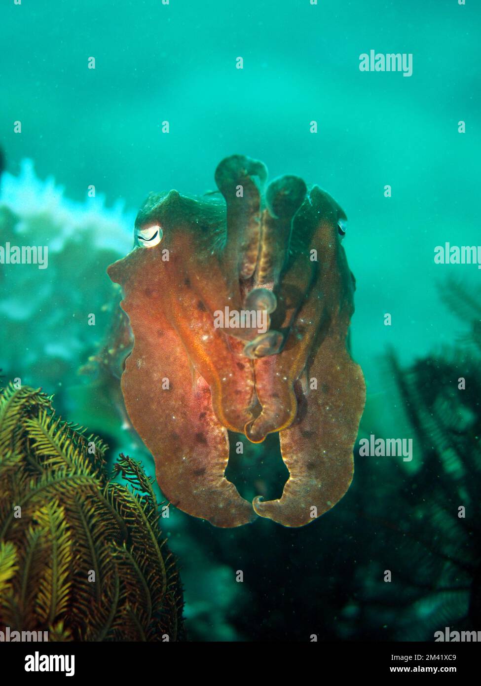 Underwater fish paradise: scuba diving Indonesia Stock Photo - Alamy