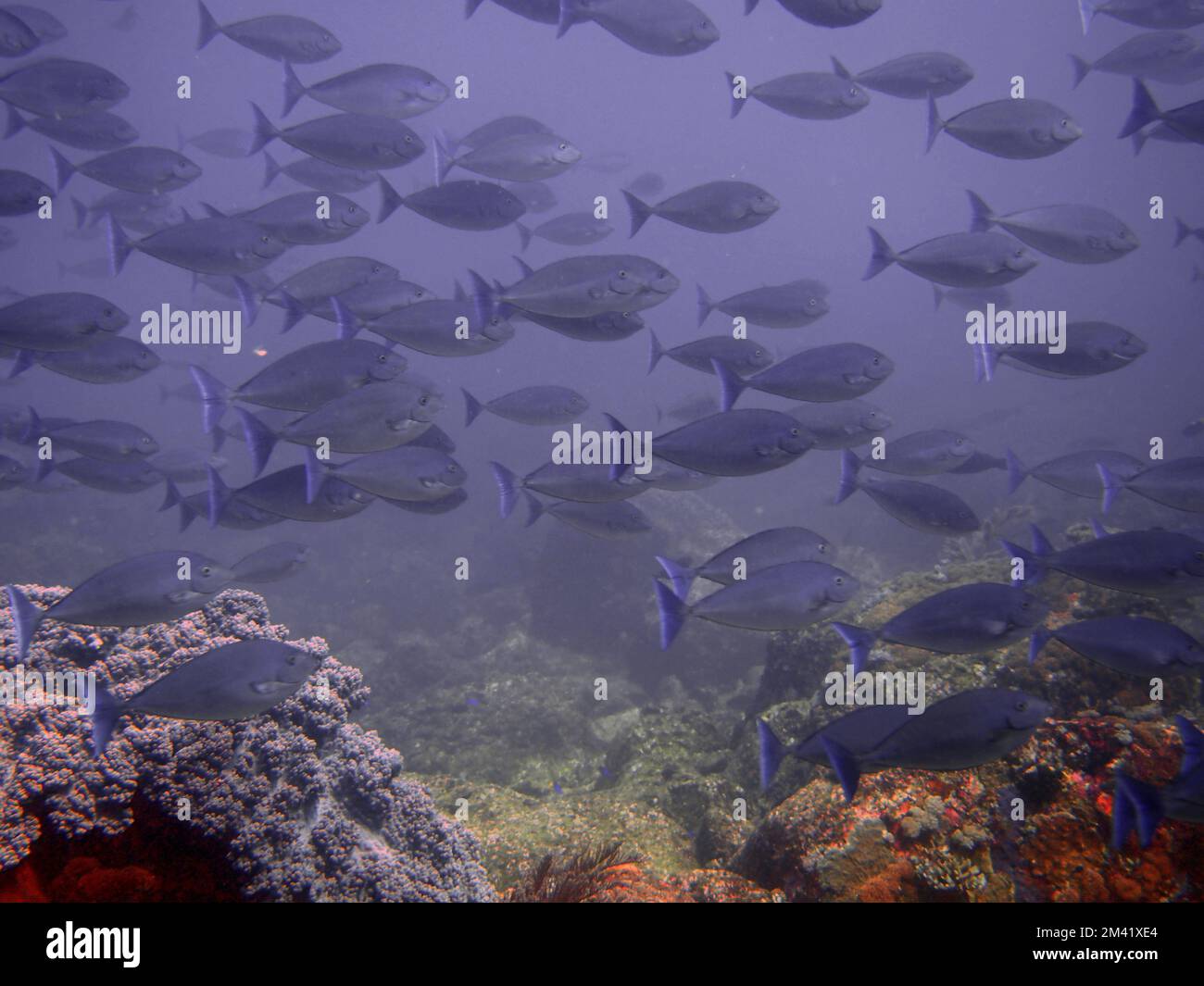 Underwater fish paradise: scuba diving Indonesia Stock Photo - Alamy