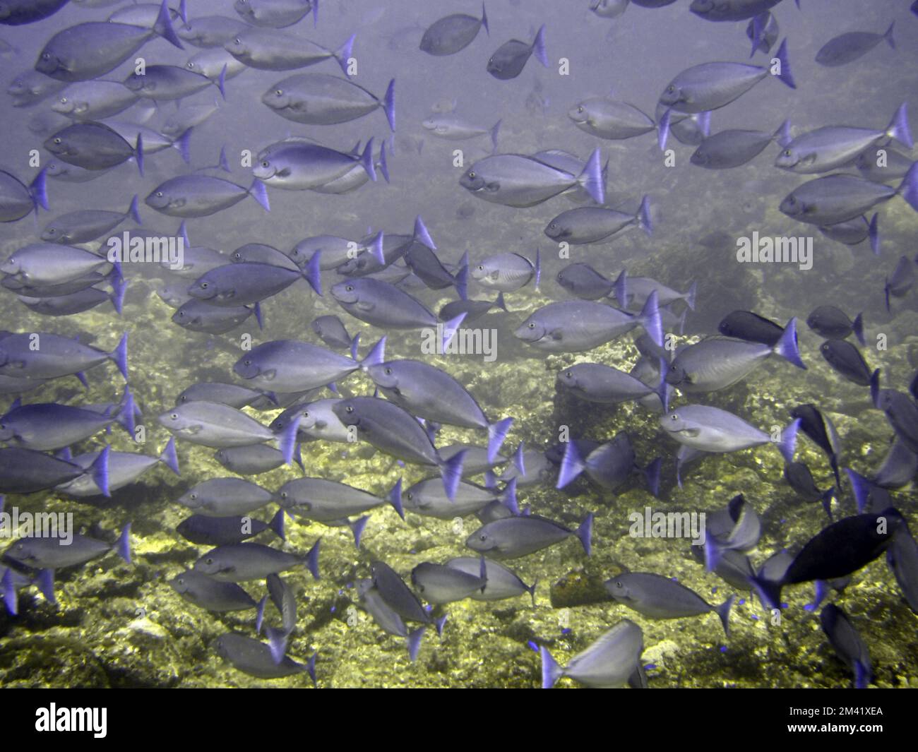 Underwater fish paradise: scuba diving Indonesia Stock Photo - Alamy