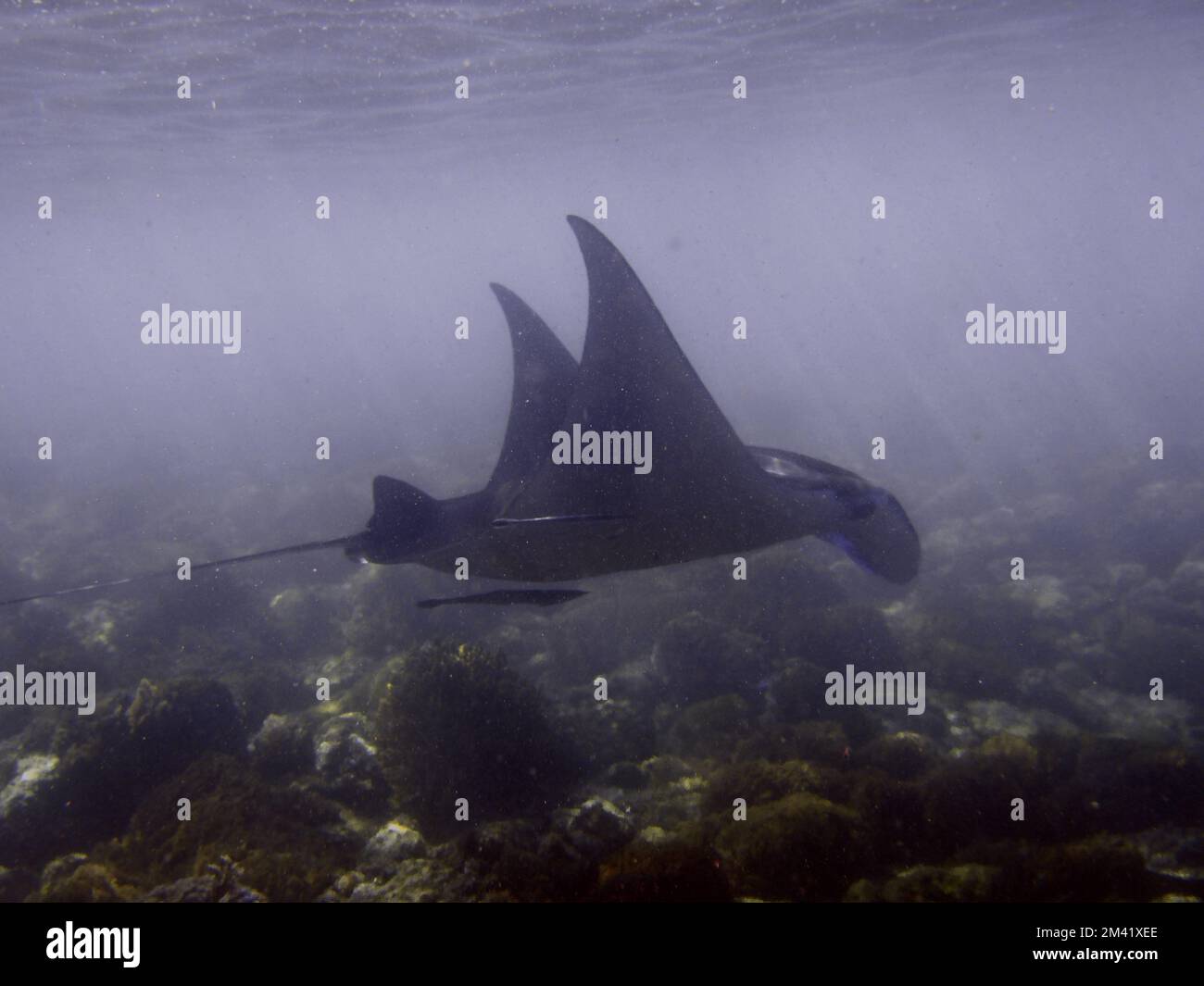 Underwater fish paradise: scuba diving Indonesia Stock Photo - Alamy