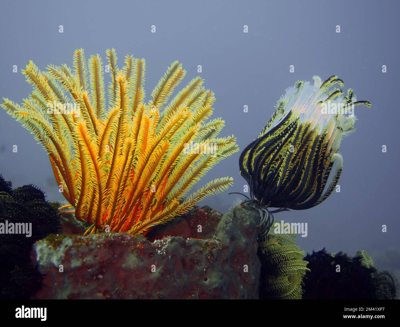 Underwater fish paradise: scuba diving Indonesia Stock Photo - Alamy