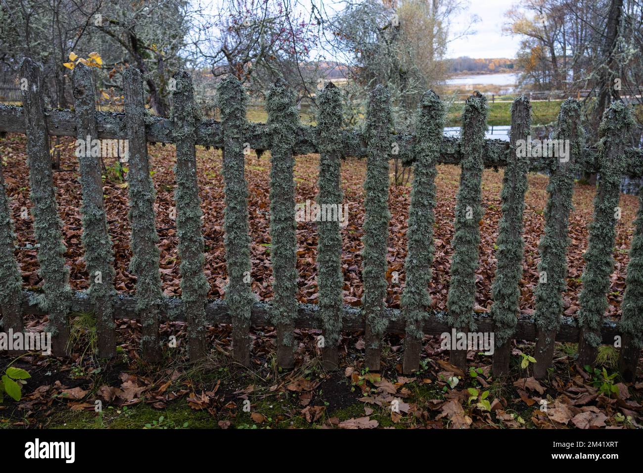 Fence overgrown with moss. Autumn landscape Stock Photo - Alamy