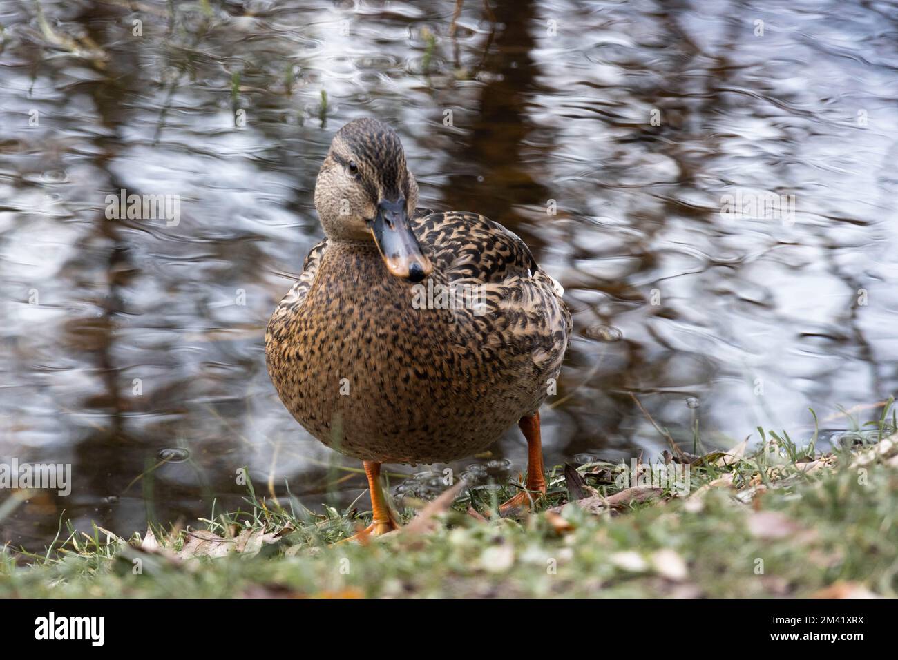 Duck on the river shore. Close up portrait Stock Photo - Alamy