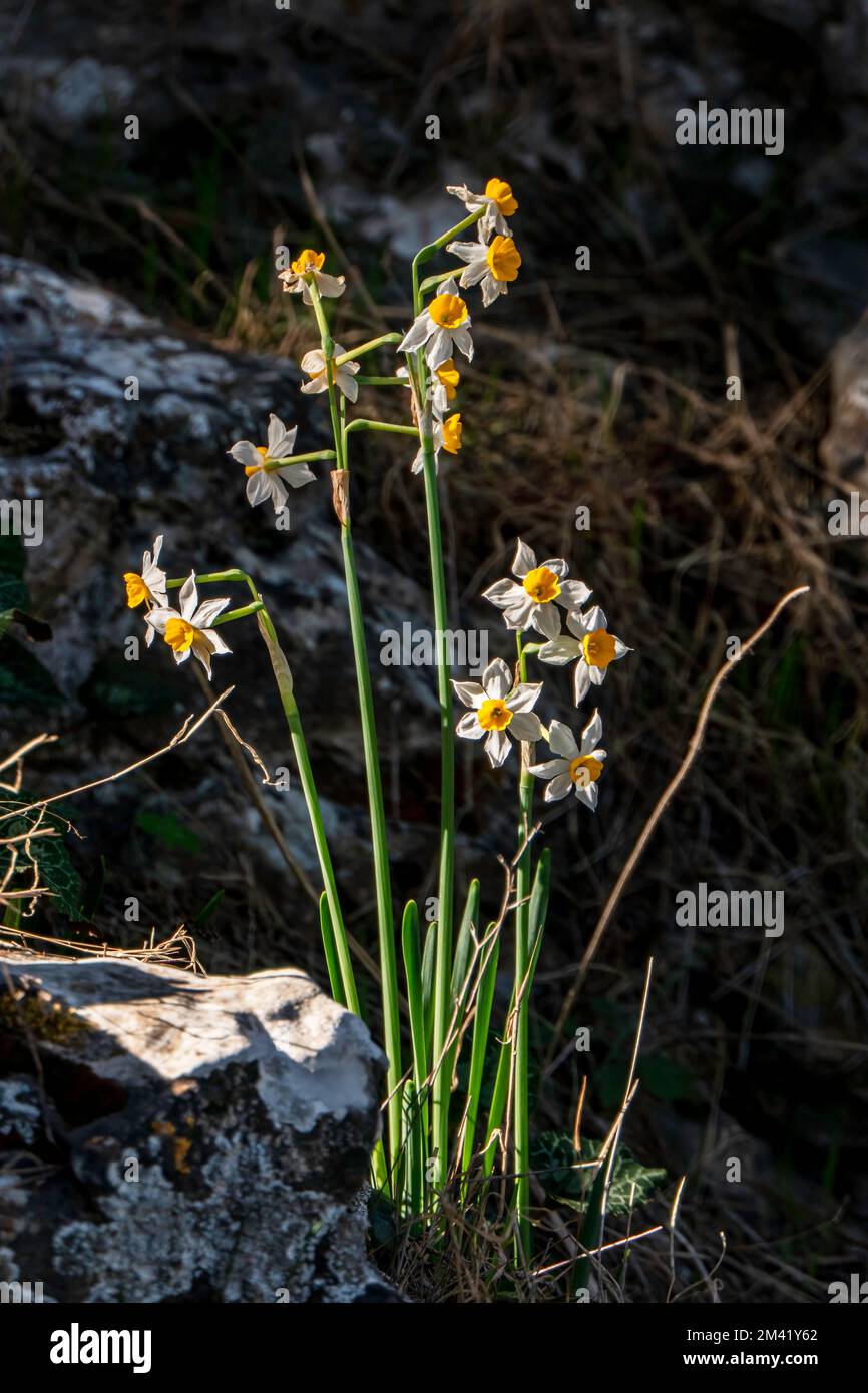 Delicate narcissus flowers white daffodils close up in sunlight among ...