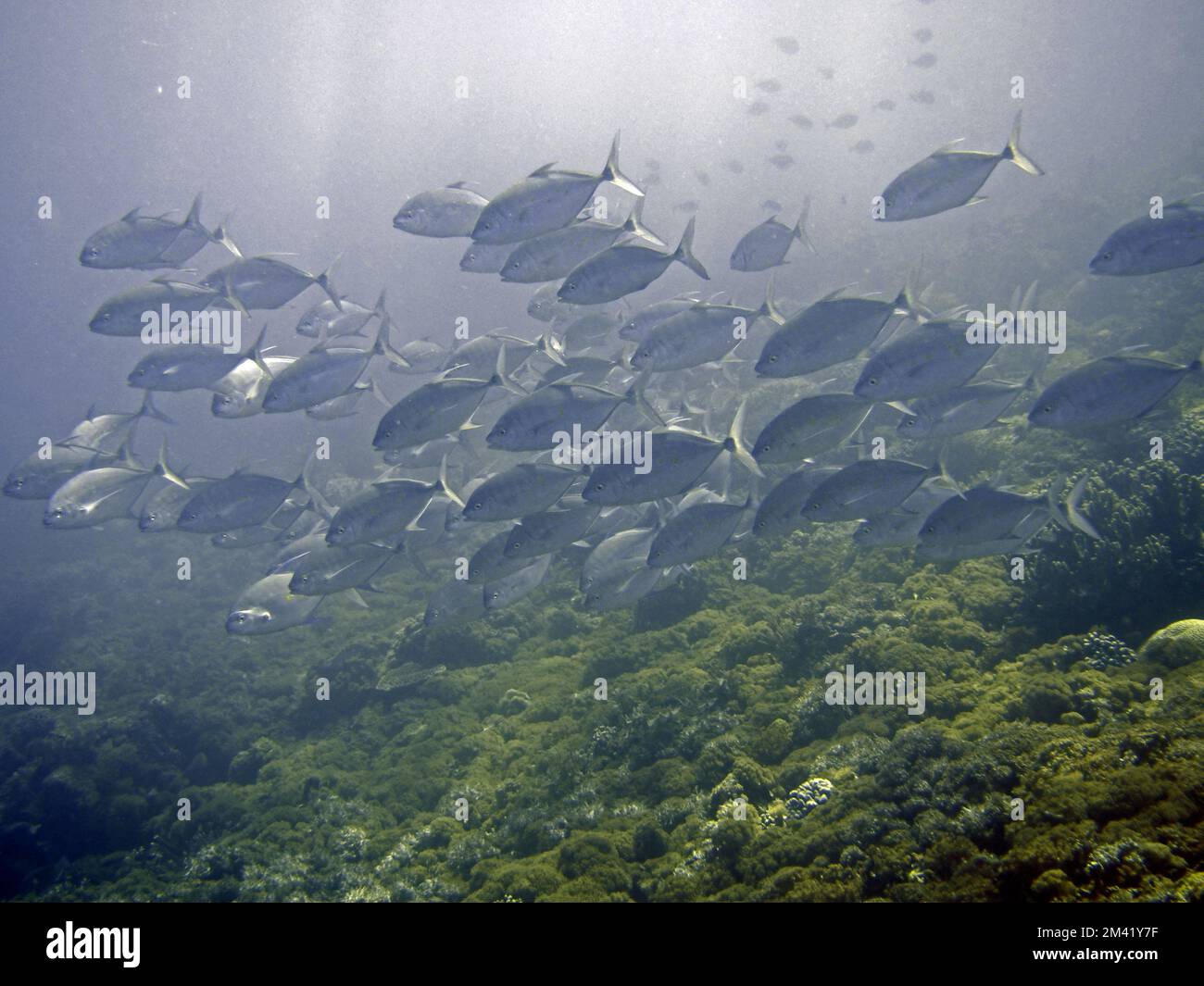 Underwater fish paradise: scuba diving Indonesia Stock Photo - Alamy