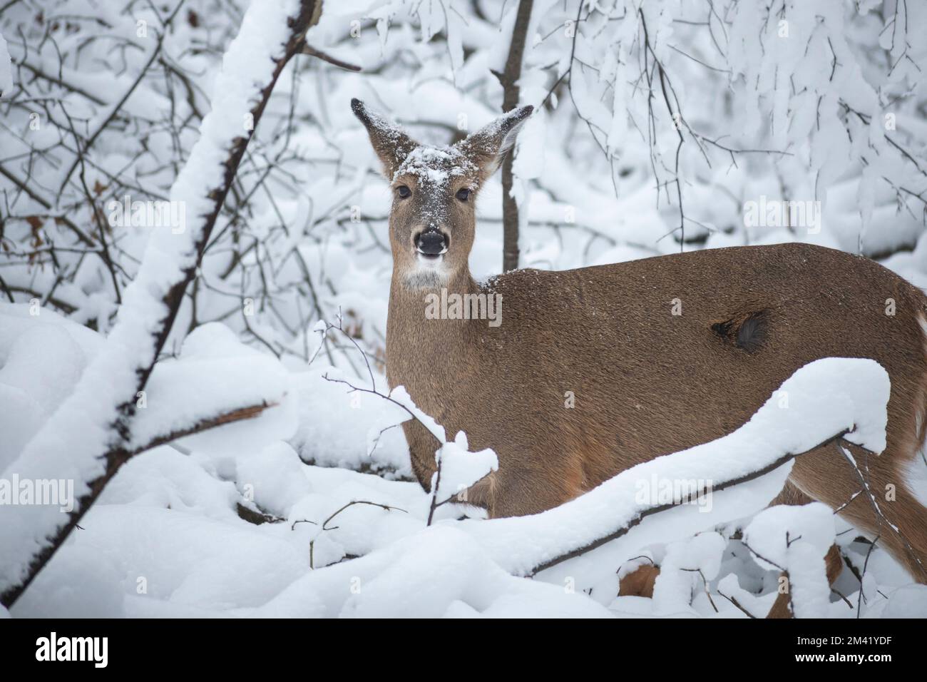 Whitetail deer snow hi-res stock photography and images - Alamy