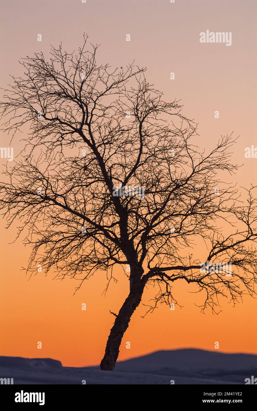Birch tree in the sunset Stock Photo - Alamy