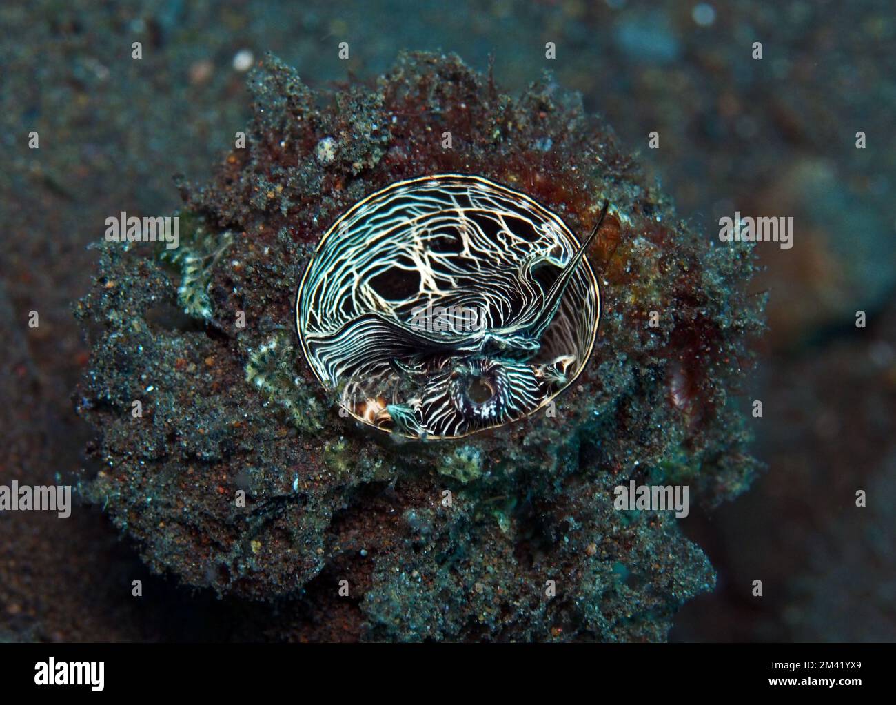 Underwater fish paradise: scuba diving Indonesia Stock Photo - Alamy