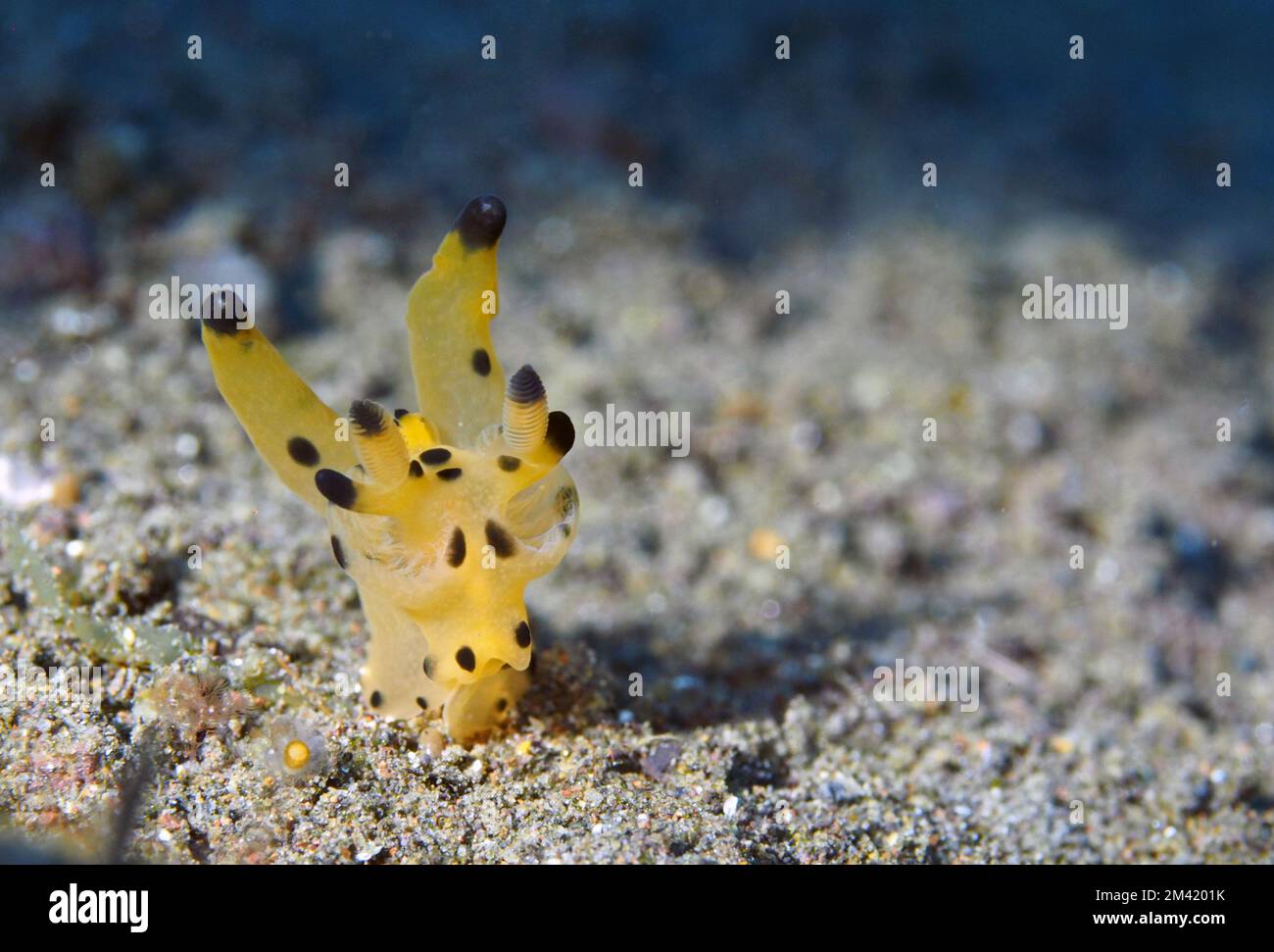 Underwater fish paradise: scuba diving Indonesia Stock Photo - Alamy