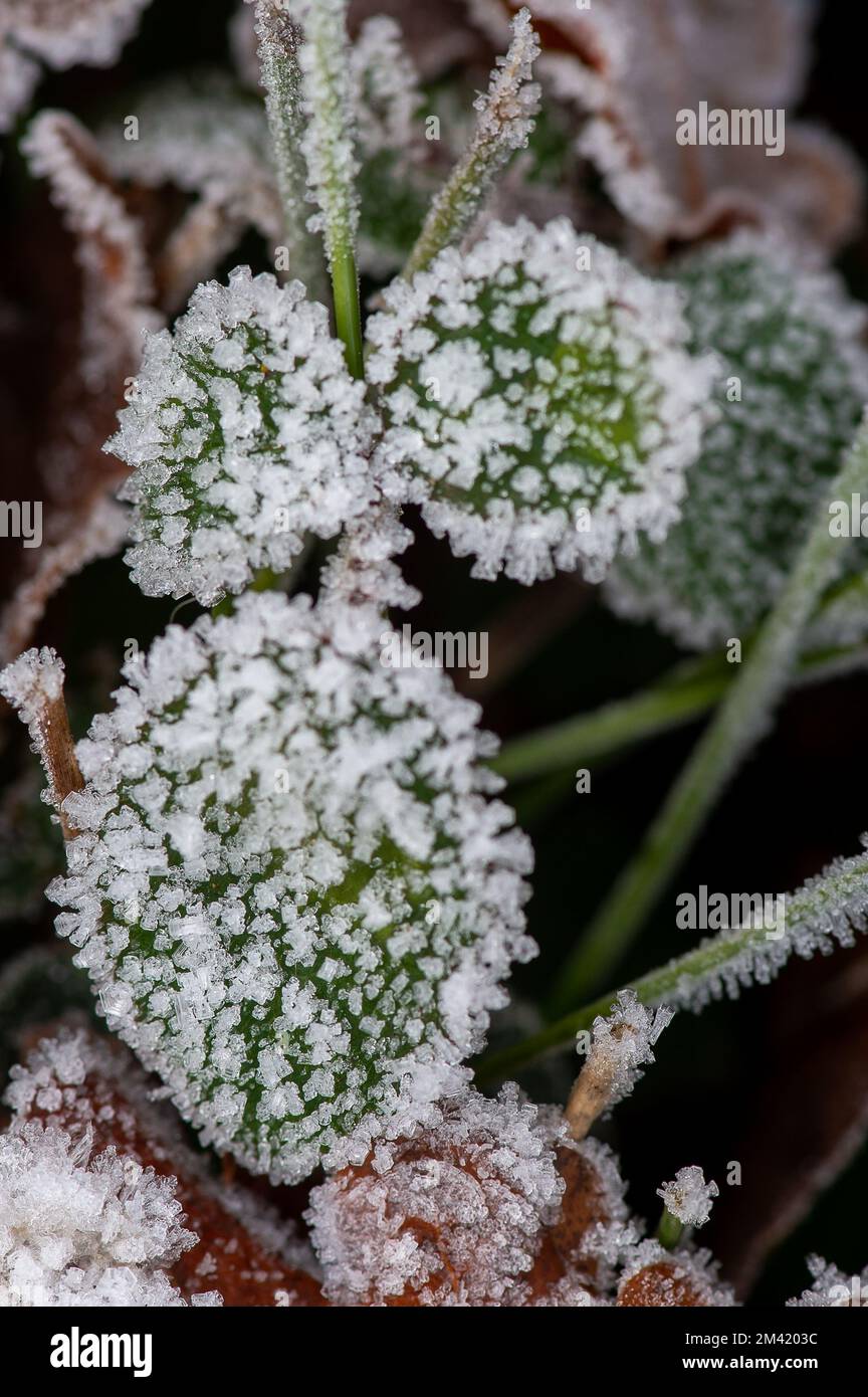 Farnham Common, Buckinghamshire, UK. 17th December, 2022. Burnham ...