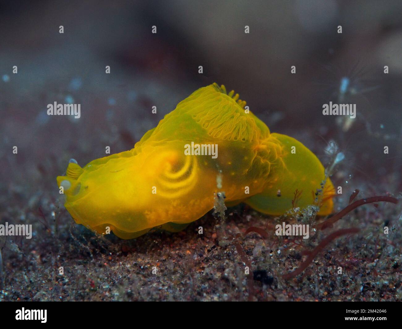 Underwater fish paradise: scuba diving Indonesia Stock Photo - Alamy