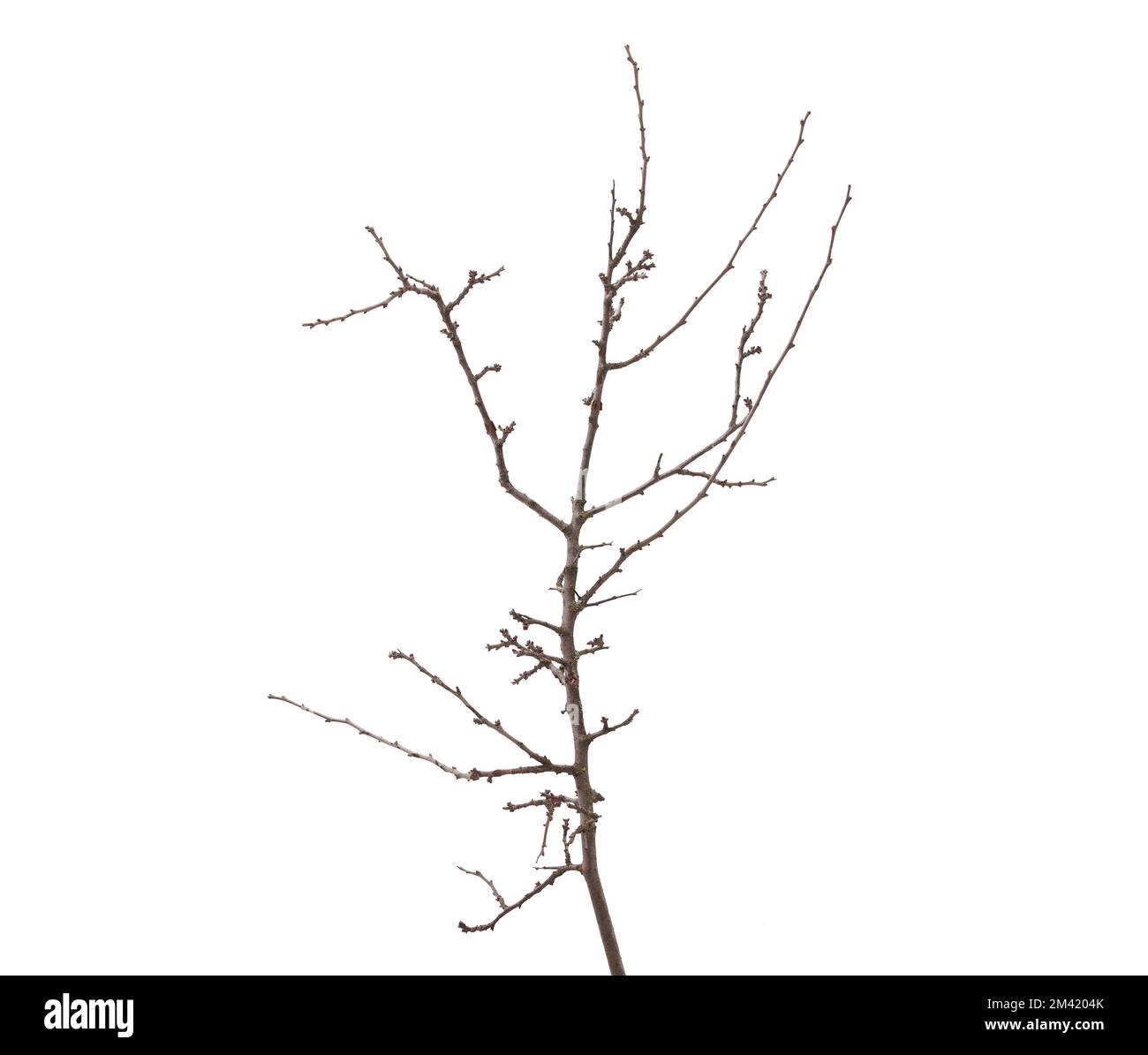 Tree without leaves isolated on Cut Out Stock Images & Pictures - Alamy