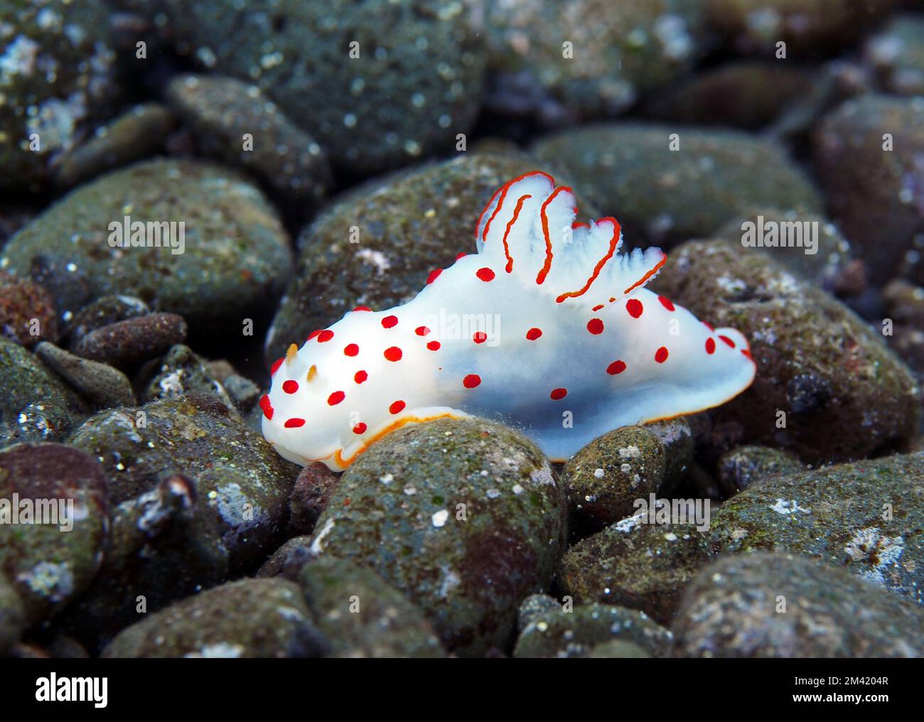 Underwater fish paradise: scuba diving Indonesia Stock Photo - Alamy