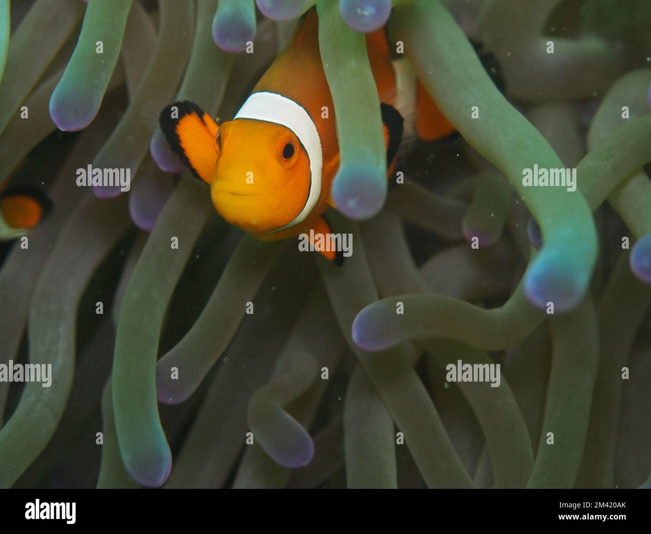Underwater fish paradise: scuba diving Indonesia Stock Photo - Alamy