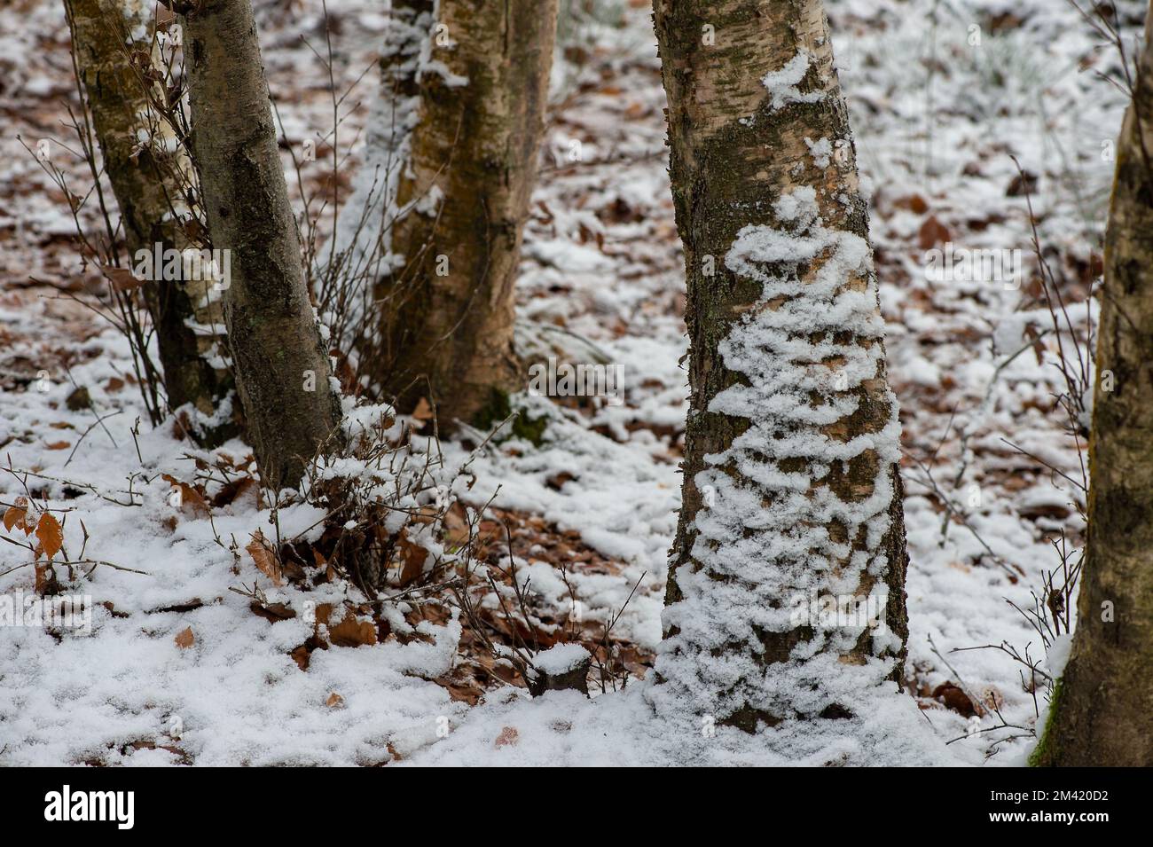 Farnham Common, Buckinghamshire, UK. 17th December, 2022. Burnham ...