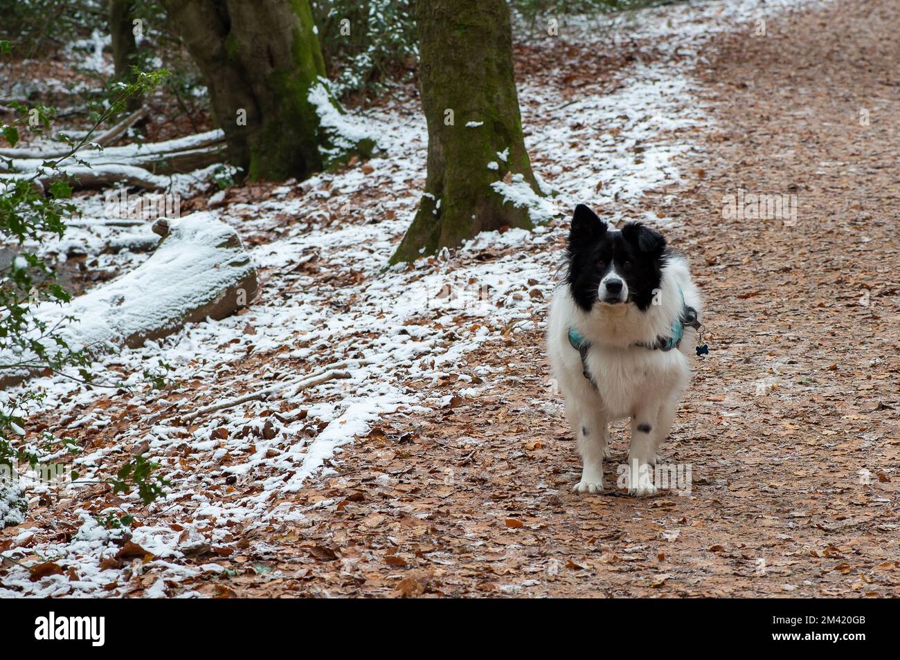 Farnham Common, Buckinghamshire, UK. 17th December, 2022. A rescue dog ...