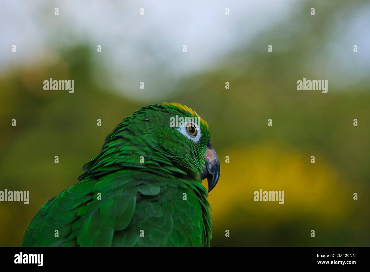 Panama amazon parrot hi-res stock photography and images - Alamy