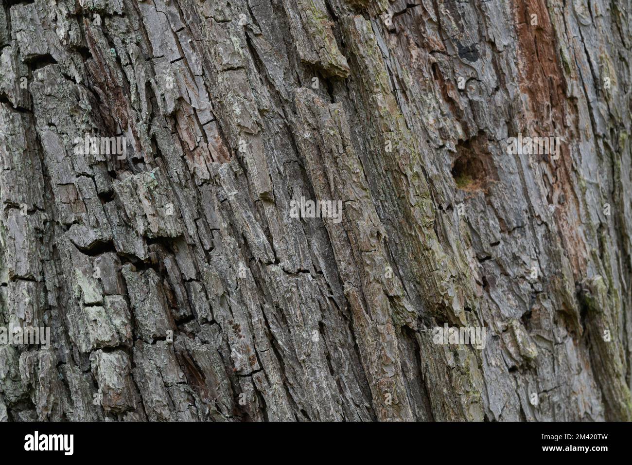 Trunk textures hi-res stock photography and images - Alamy