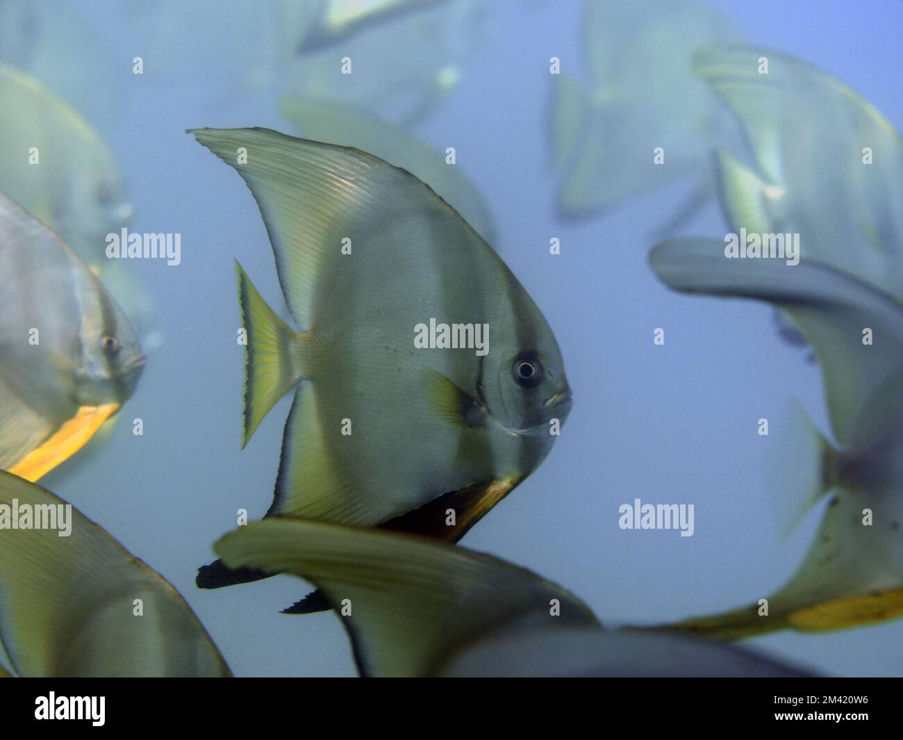 Underwater fish paradise: scuba diving Indonesia Stock Photo - Alamy