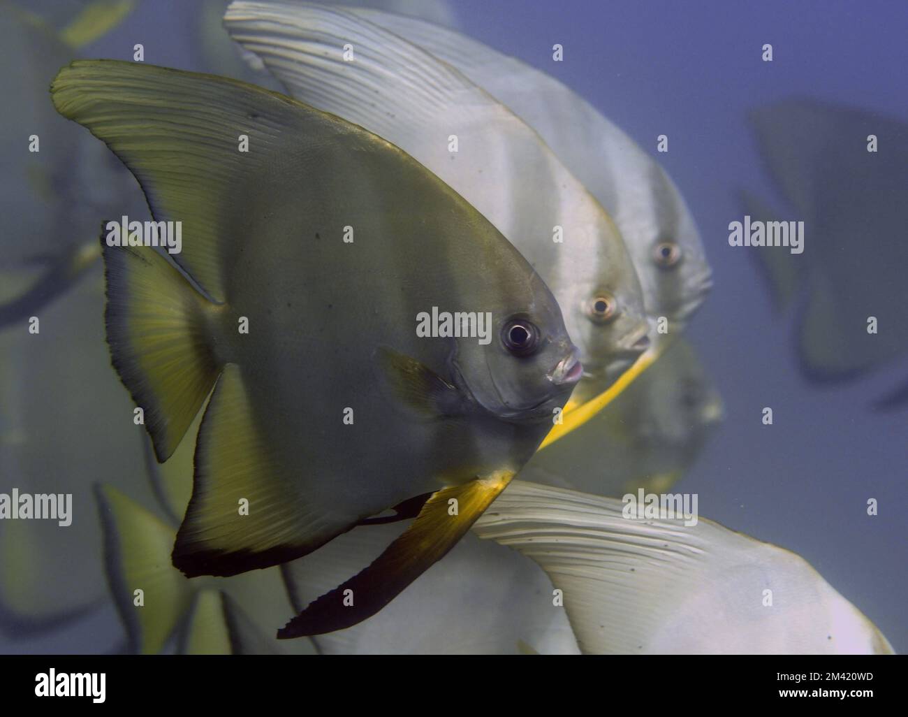 Underwater fish paradise: scuba diving Indonesia Stock Photo - Alamy