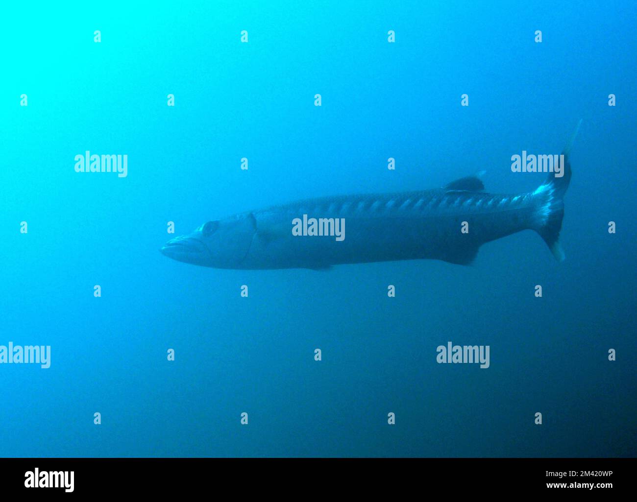 Underwater fish paradise: scuba diving Indonesia Stock Photo - Alamy