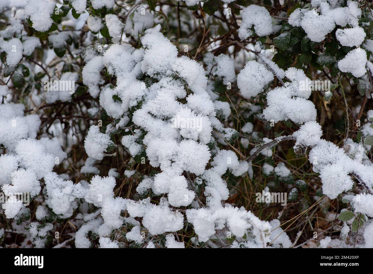Farnham Common, Buckinghamshire, UK. 17th December, 2022. Burnham ...