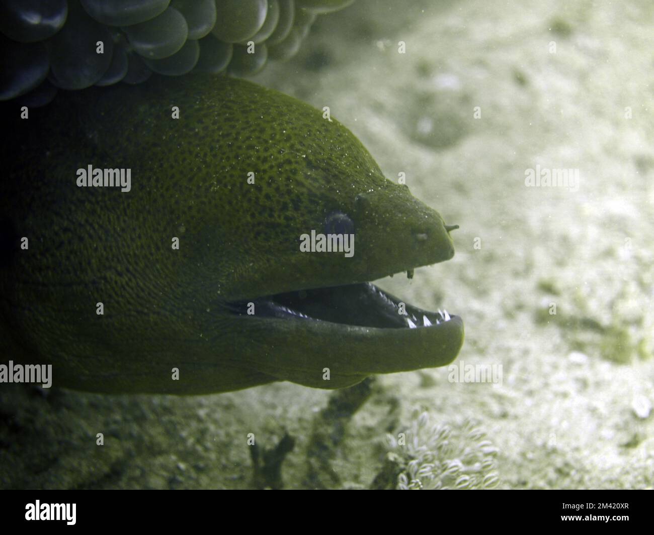 Underwater fish paradise: scuba diving Indonesia Stock Photo - Alamy