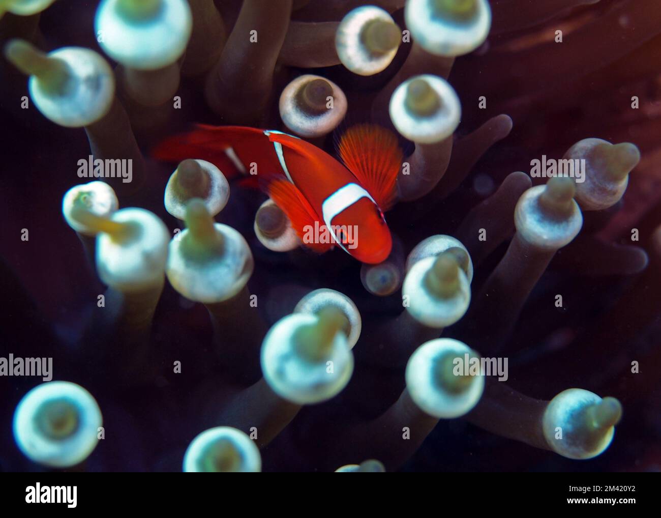 Underwater fish paradise: scuba diving Indonesia Stock Photo - Alamy
