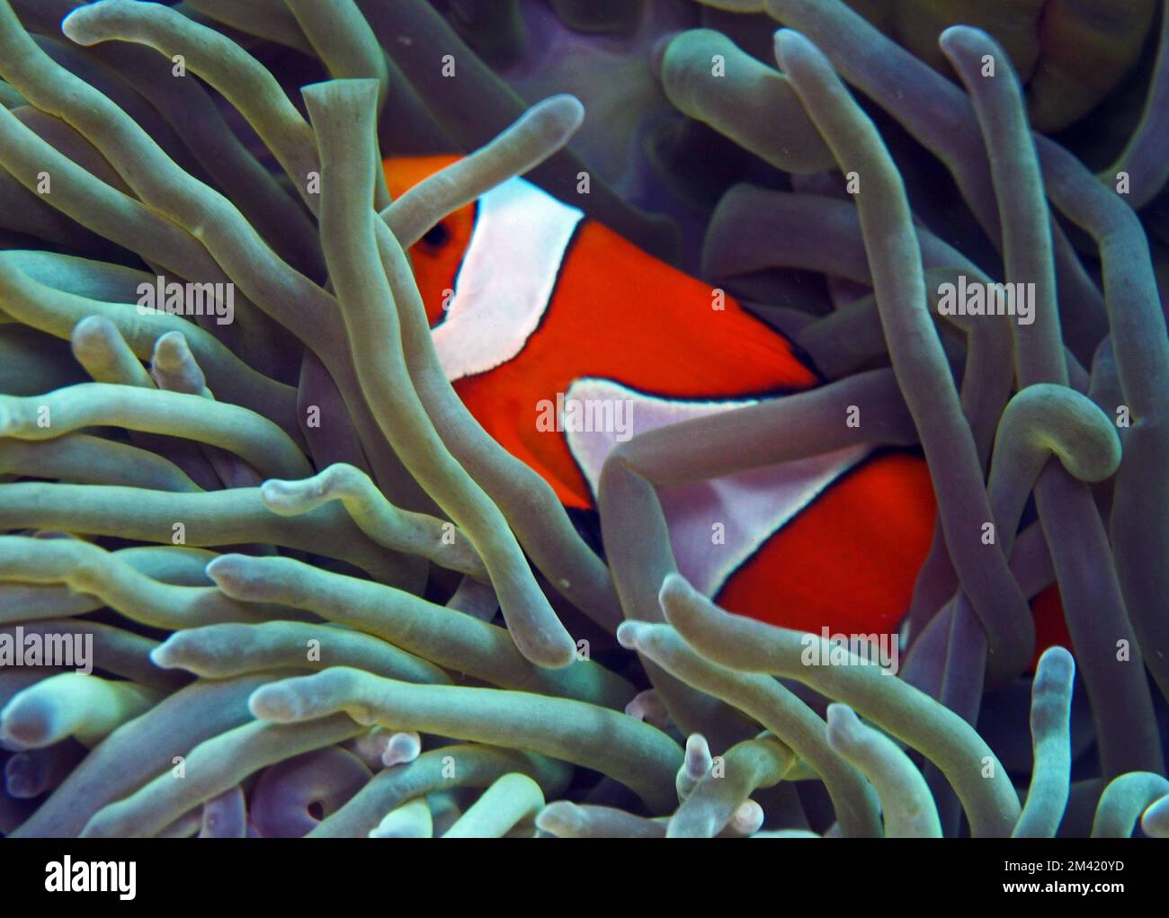 Underwater fish paradise: scuba diving Indonesia Stock Photo - Alamy