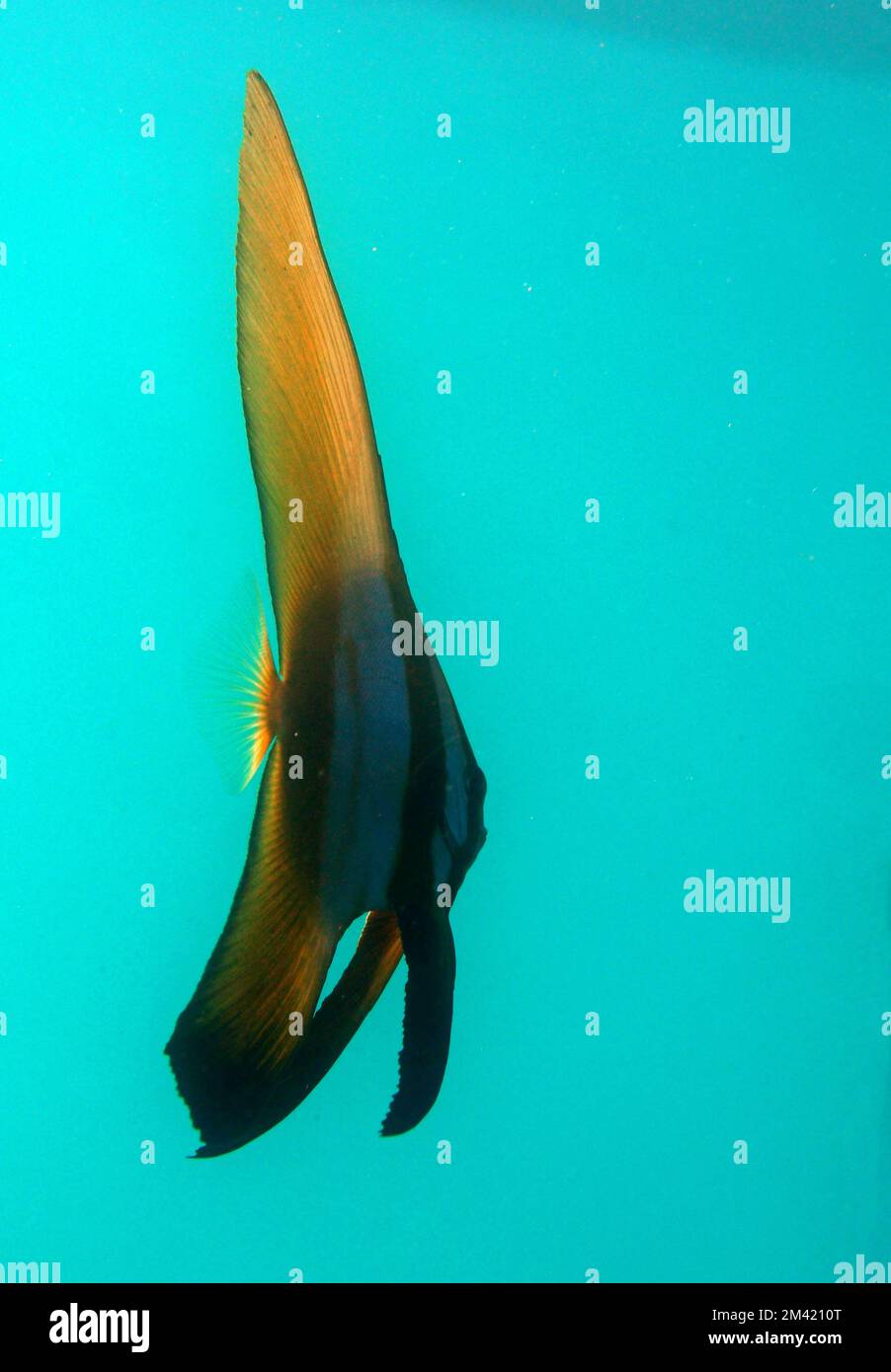 Underwater fish paradise: scuba diving Indonesia Stock Photo - Alamy