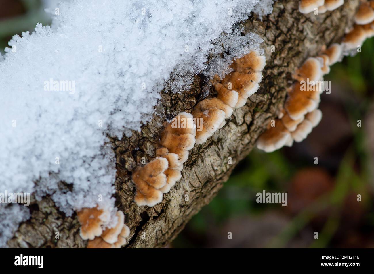 Farnham Common, Buckinghamshire, UK. 17th December, 2022. Snow on ...
