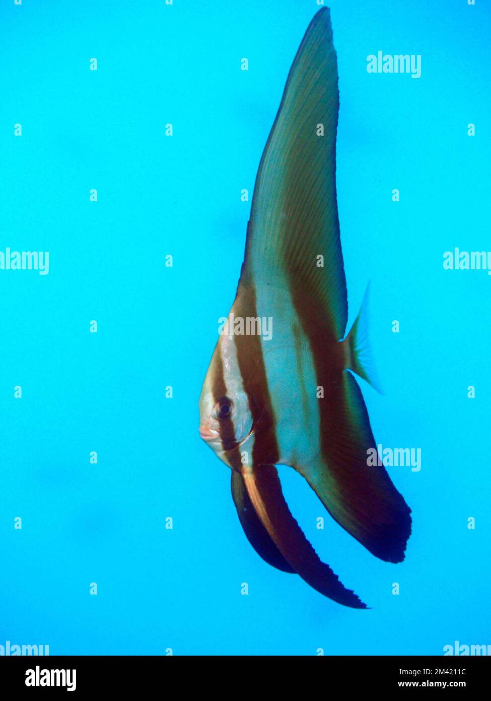 Underwater fish paradise: scuba diving Indonesia Stock Photo - Alamy