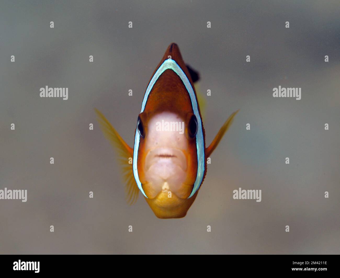 Underwater fish paradise: scuba diving Indonesia Stock Photo - Alamy