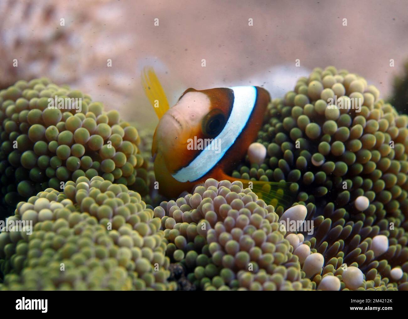 Underwater fish paradise: scuba diving Indonesia Stock Photo - Alamy