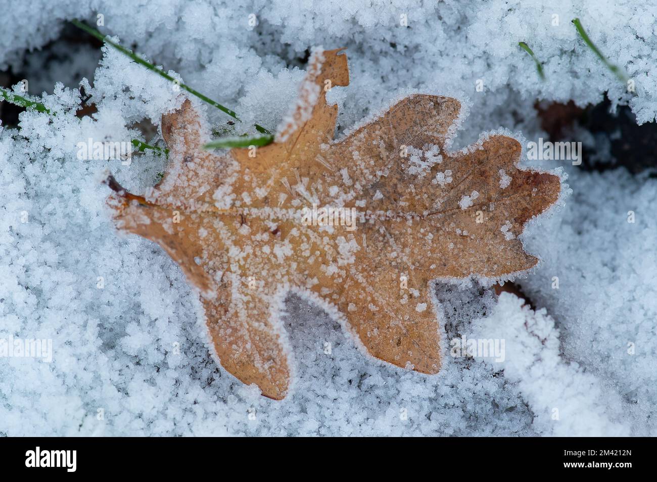 Farnham Common, Buckinghamshire, UK. 17th December, 2022. Burnham ...