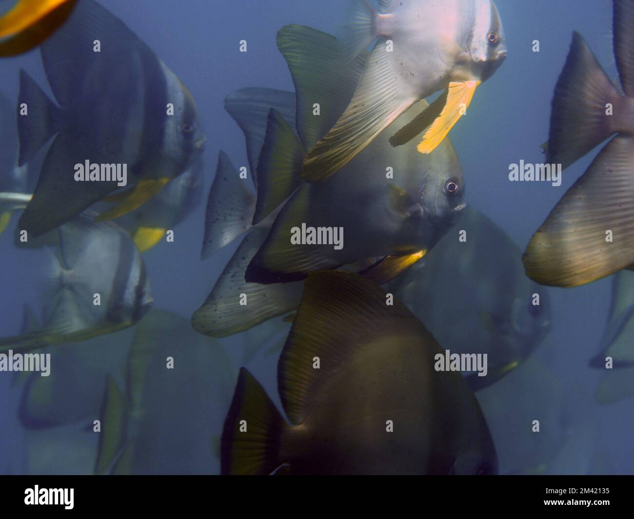 Underwater fish paradise: scuba diving Indonesia Stock Photo - Alamy