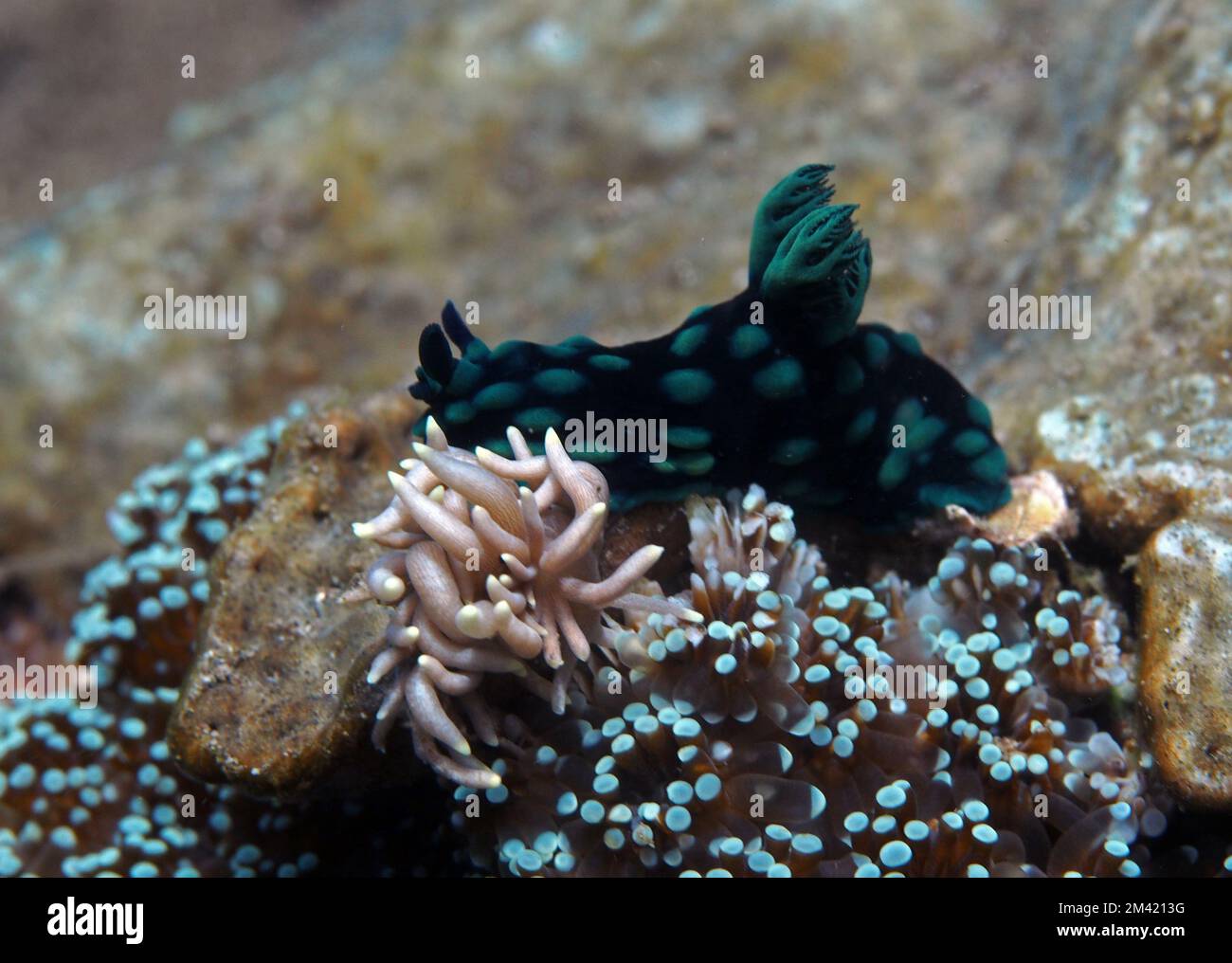 Underwater fish paradise: scuba diving Indonesia Stock Photo - Alamy