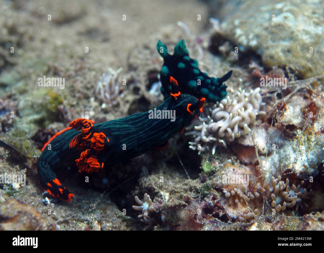 Underwater fish paradise: scuba diving Indonesia Stock Photo - Alamy