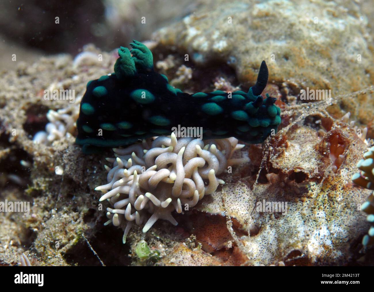 Underwater fish paradise: scuba diving Indonesia Stock Photo - Alamy