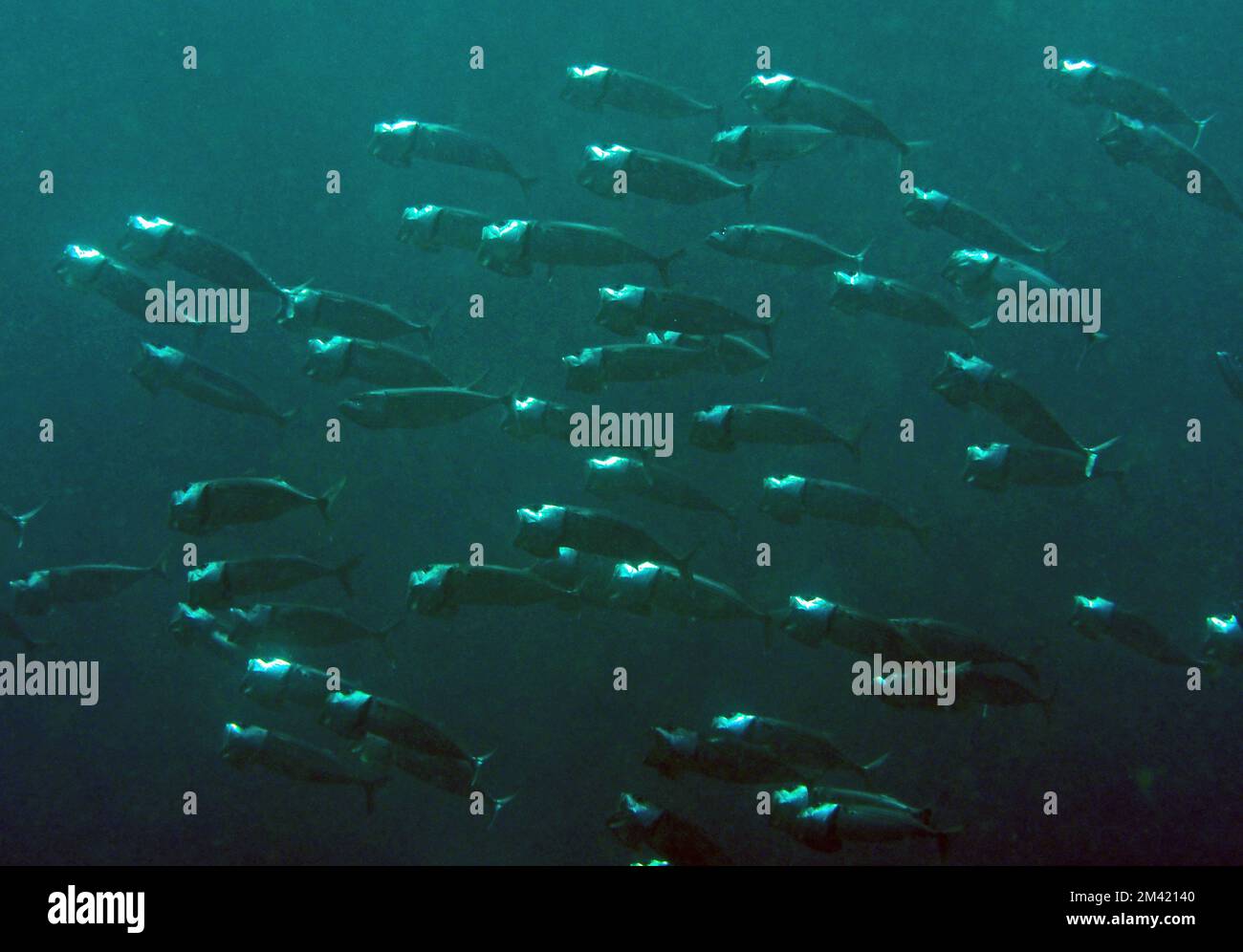 Underwater fish paradise: scuba diving Indonesia Stock Photo - Alamy