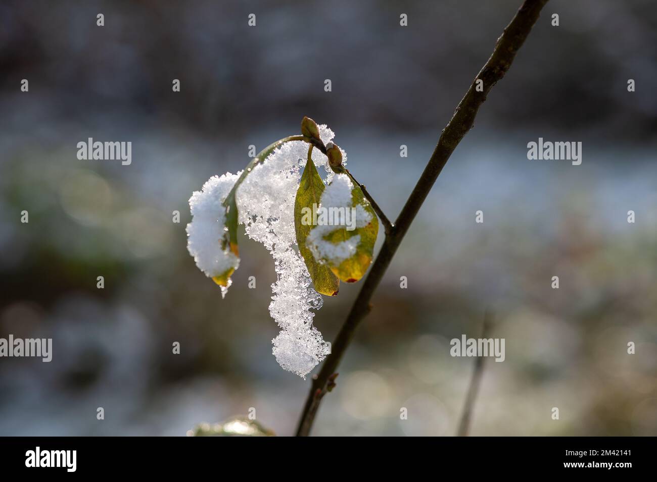 Farnham Common, Buckinghamshire, UK. 17th December, 2022. Burnham ...