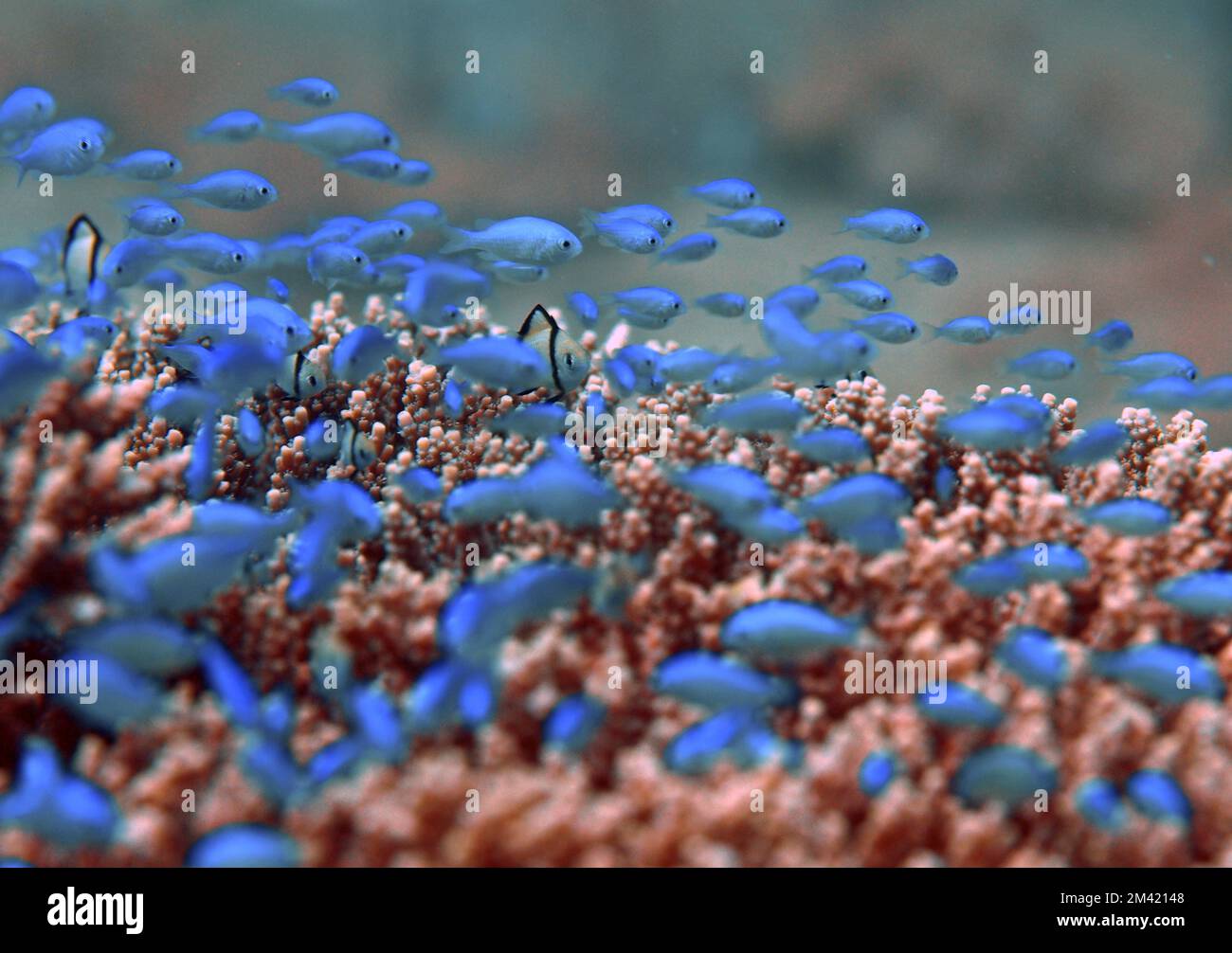 Underwater fish paradise: scuba diving Indonesia Stock Photo - Alamy