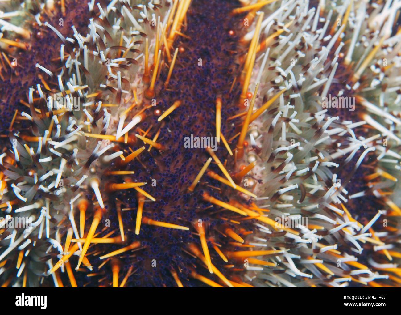 Underwater fish paradise: scuba diving Indonesia Stock Photo - Alamy