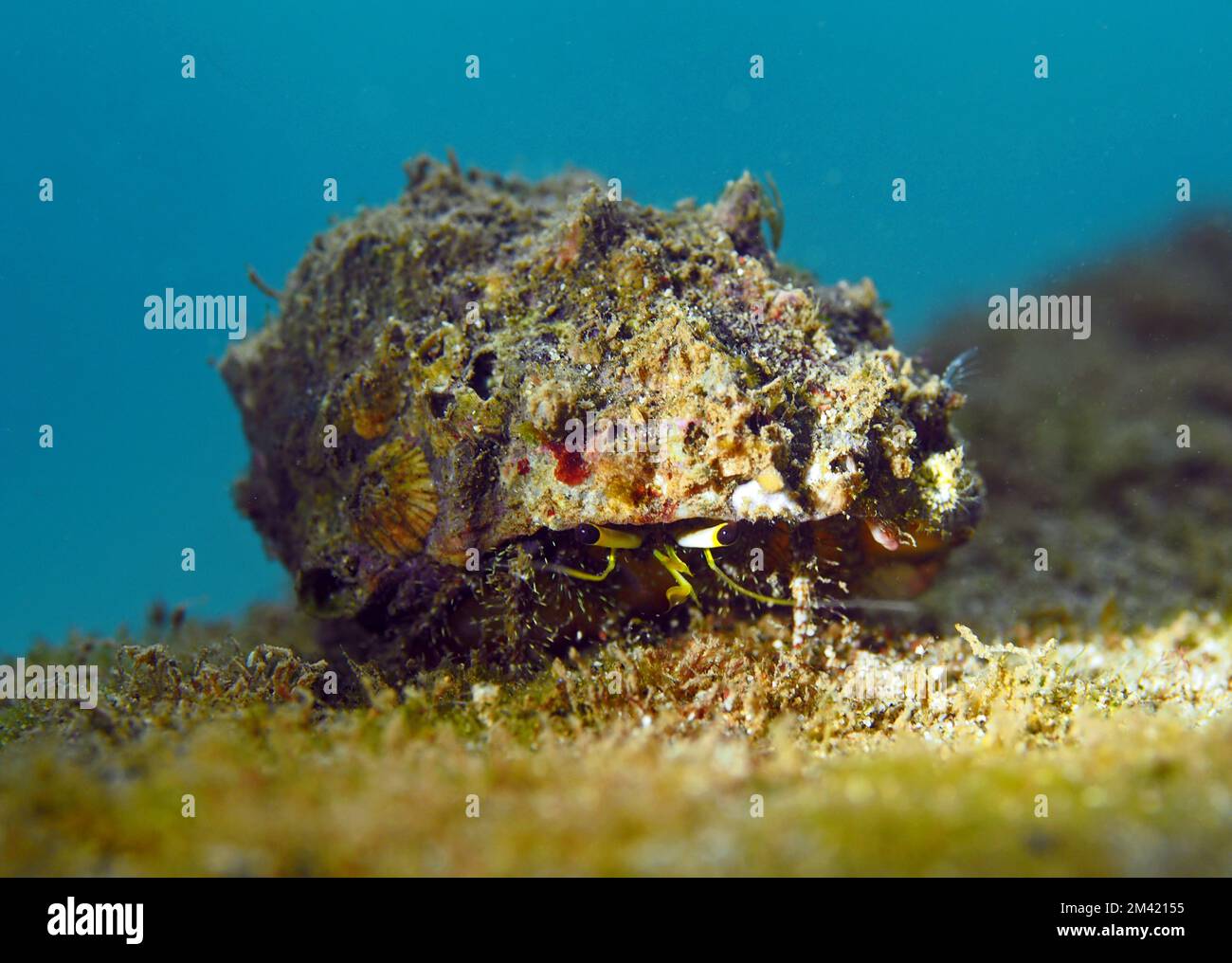 Underwater fish paradise: scuba diving Indonesia Stock Photo - Alamy