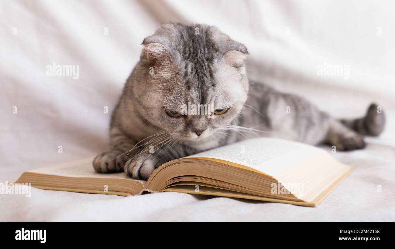 Reader cat. curious gray scottish fold cat lying on open book and ...
