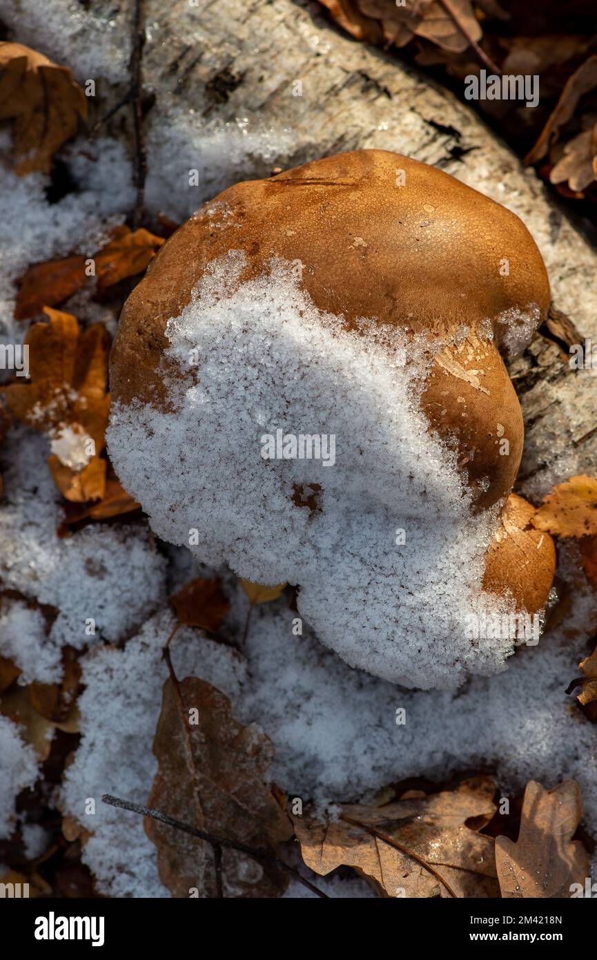 Farnham Common, Buckinghamshire, UK. 17th December, 2022. Snow on ...