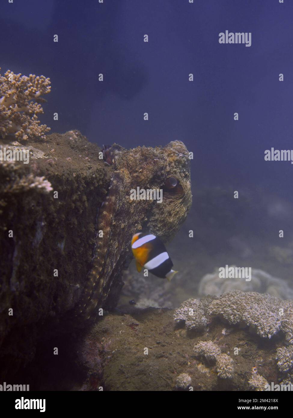Underwater fish paradise: scuba diving Indonesia Stock Photo - Alamy